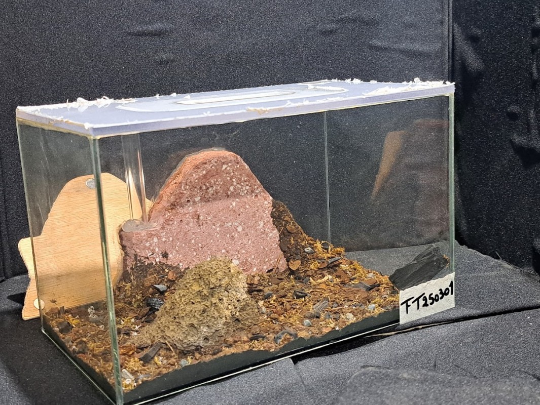 Formicarium Tropical